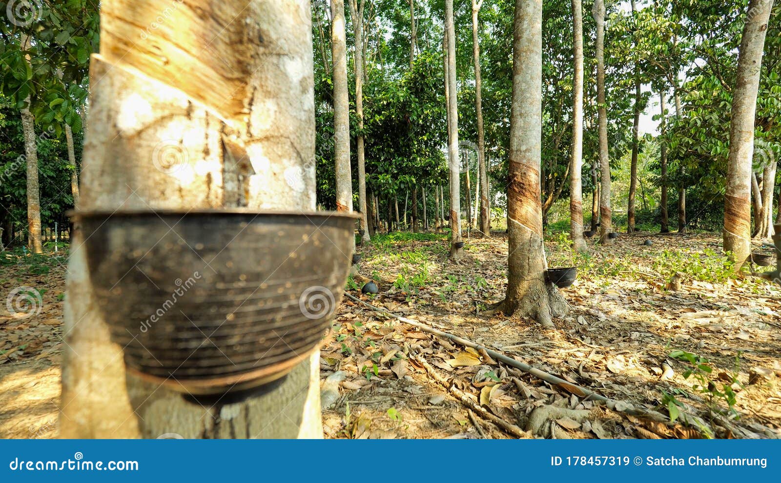 Tapping rubber trees stock image. Image of autumn, leaf - 178457319