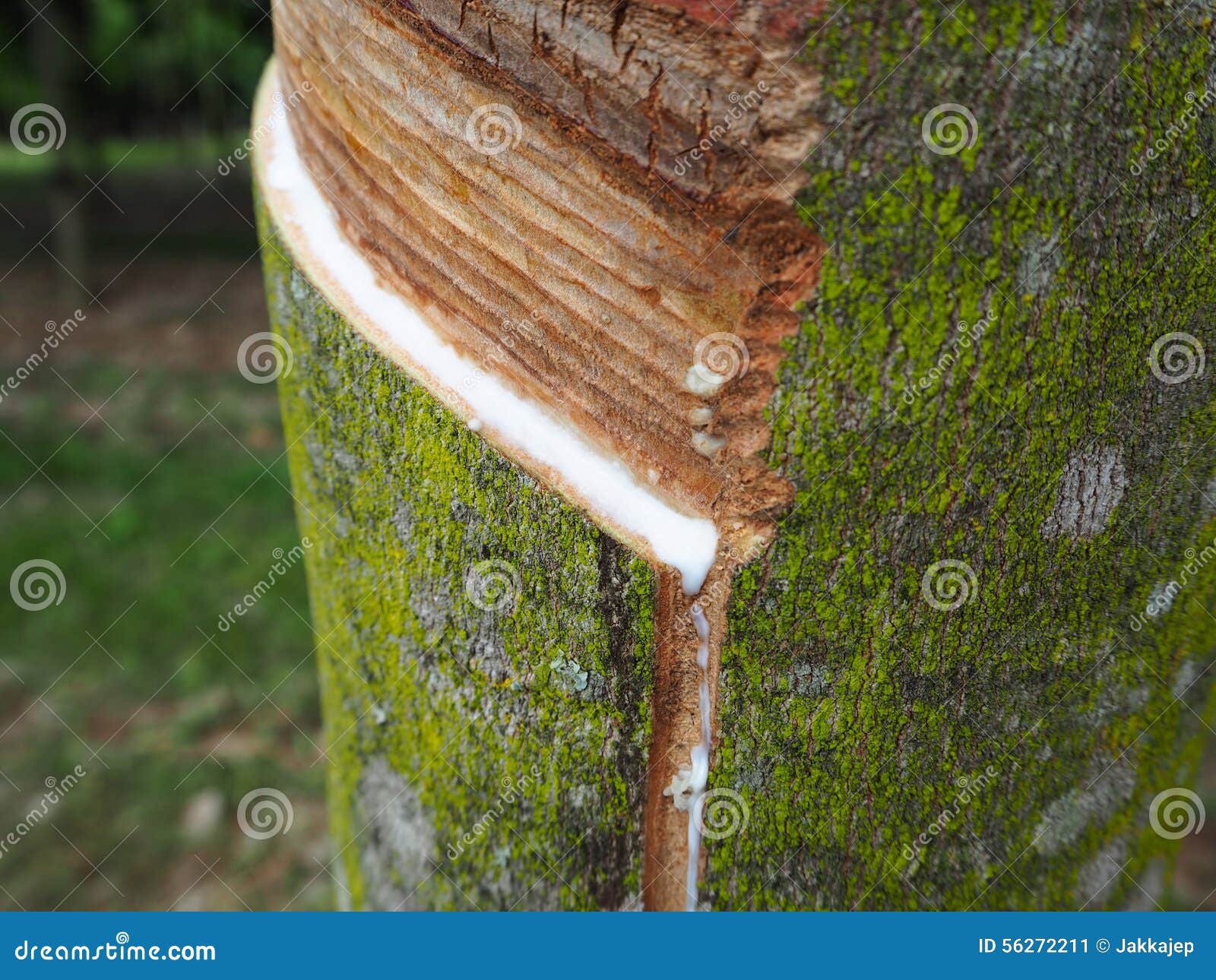 Tapping Rubber Tree Stock Photo | CartoonDealer.com #47647572