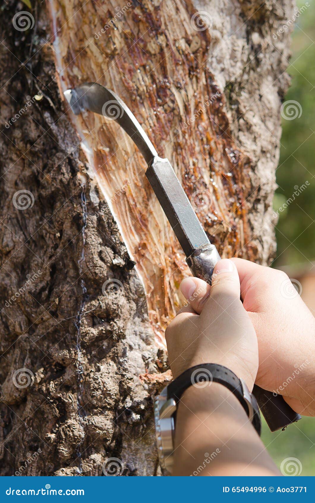 Tapping rubber trees stock photo. Image of bowl, industrial - 65494996