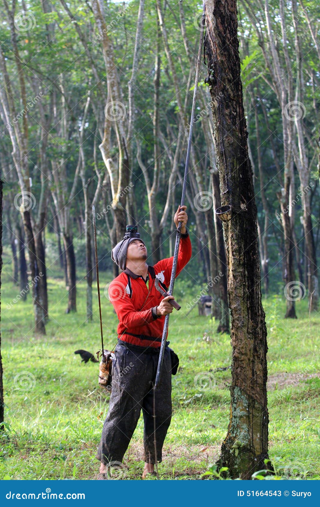 Tapping rubber editorial stock photo. Image of java, karanganyar - 51664543
