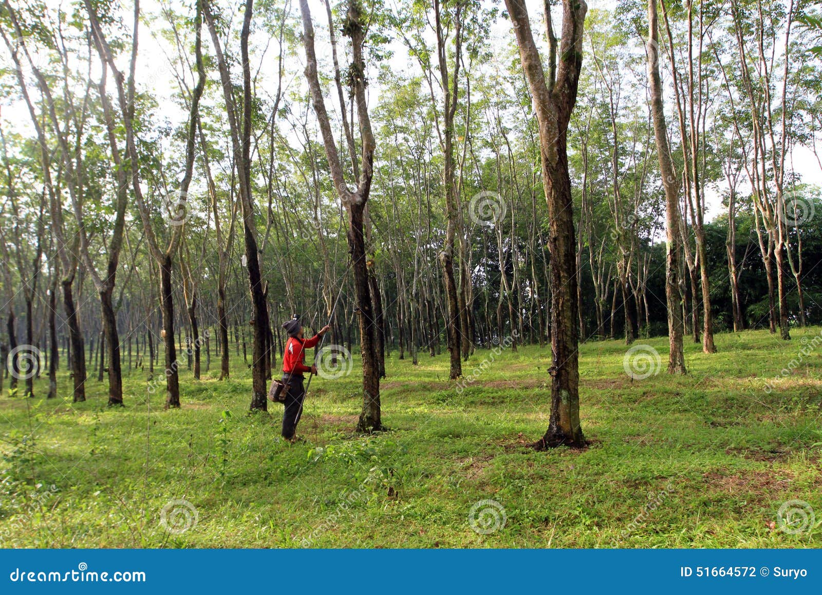 A Man Tapping Rubber Tree Or Latex At Malaysia Rubber Tree Plantation ...