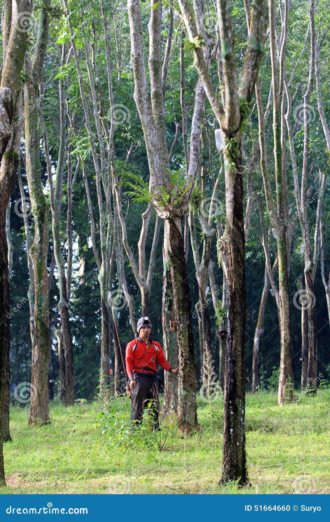 Tapping rubber editorial image. Image of central, tapping - 51664660