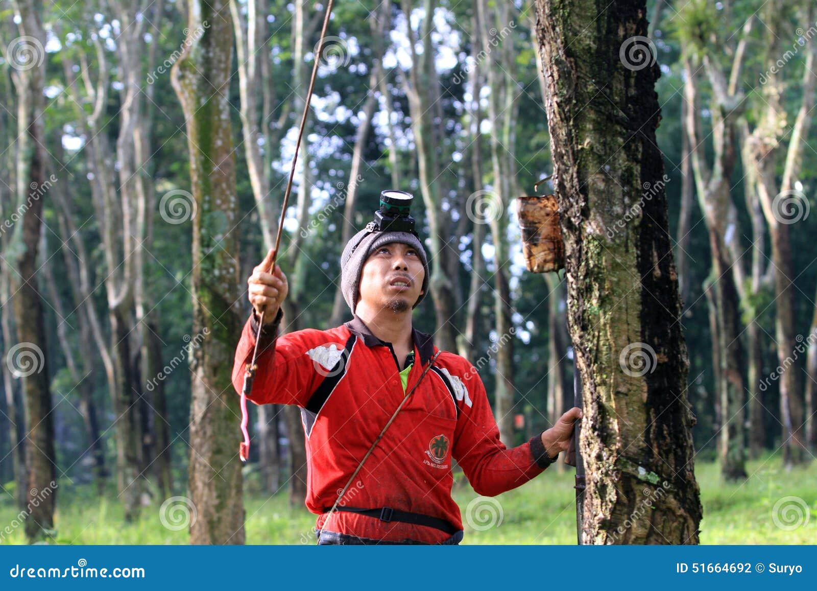 A Man Tapping Rubber Tree Or Latex At Malaysia Rubber Tree Plantation ...