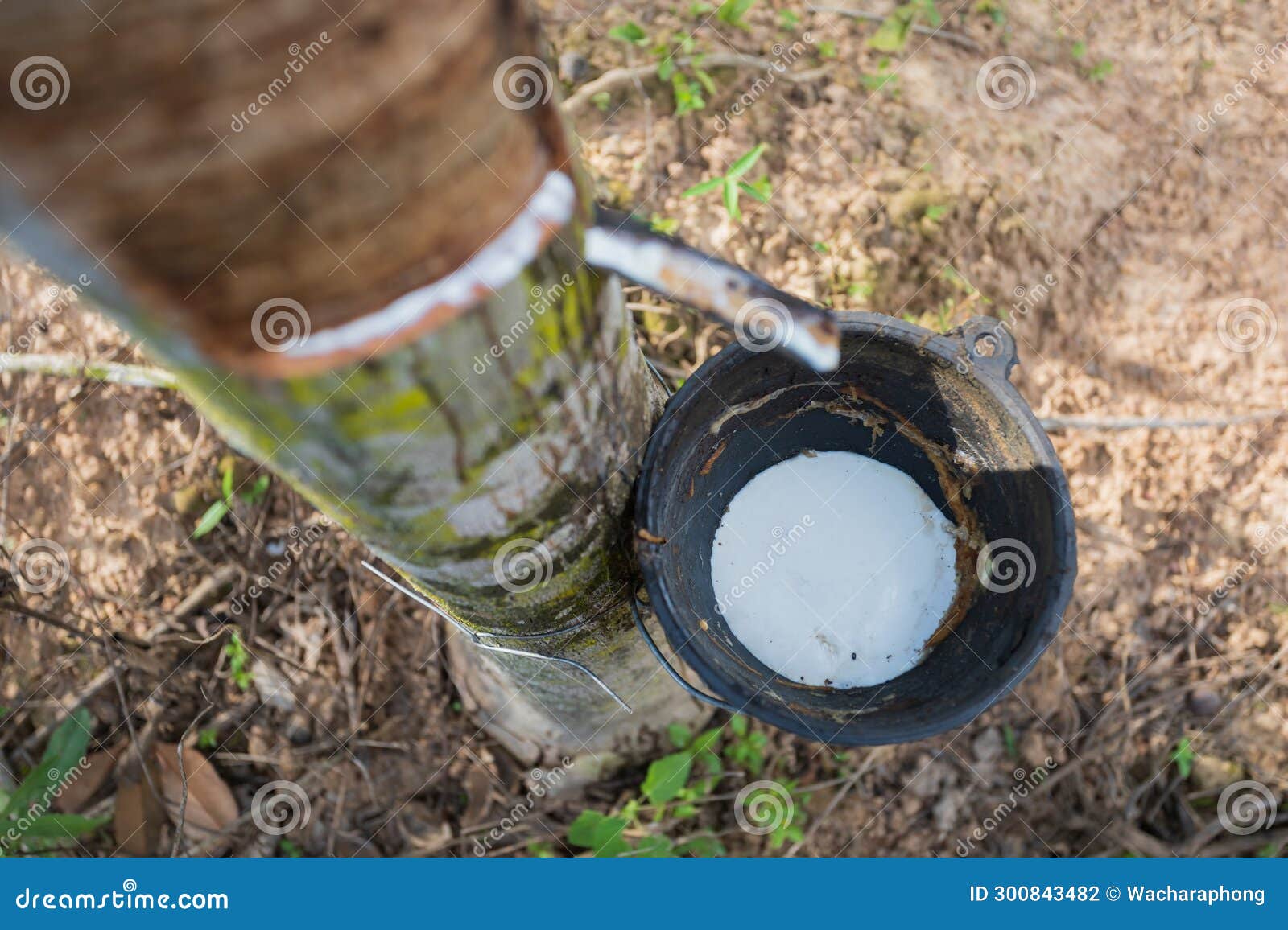 Tapping Sap from the Rubber Tree Stock Photo - Image of drop ...
