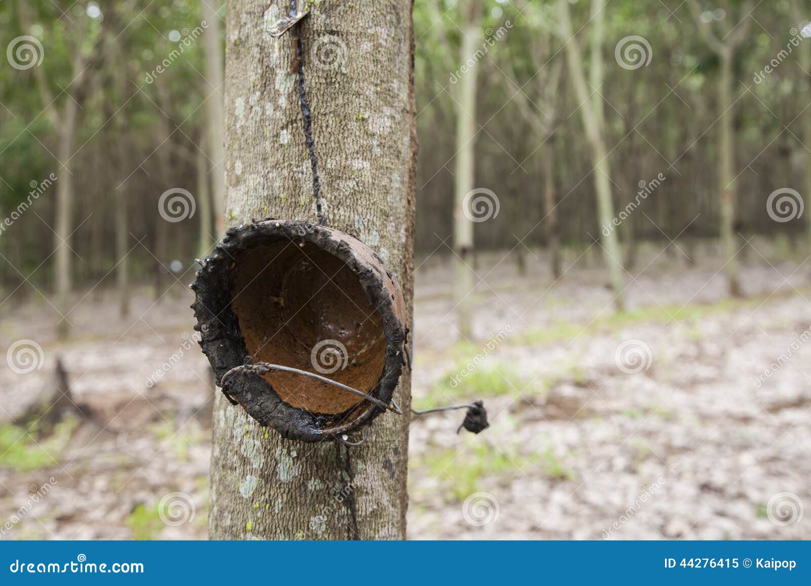 Tapping Sap from the Rubber Tree Stock Image - Image of landscape, leaf ...
