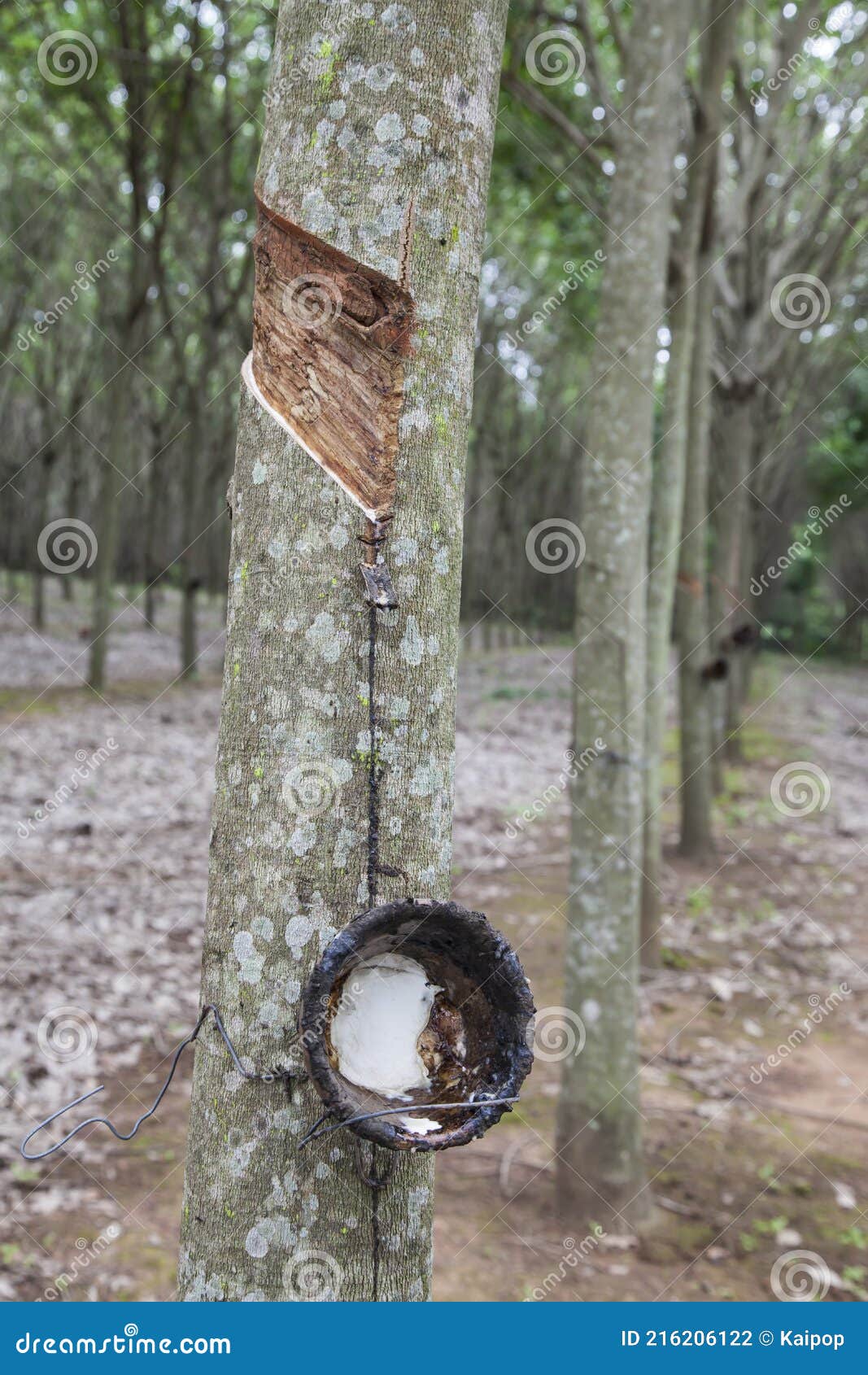 Tapping Sap from the Rubber Tree Stock Photo - Image of growth, nature ...