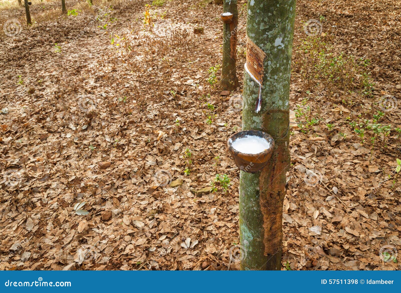 Tapping trees in forest stock photo. Image of copse, covering - 57511398