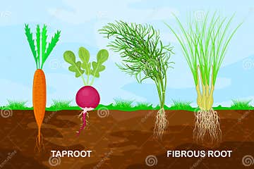 Taproot and Fibrous Root Example Comparison. Plant Part with Main Large ...