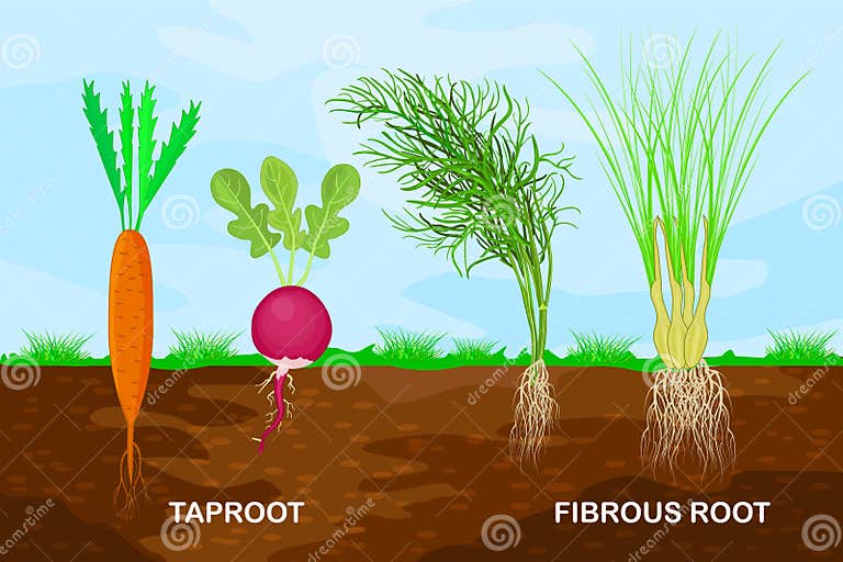 Taproot and Fibrous Root Example Comparison. Plant Part with Main Large ...