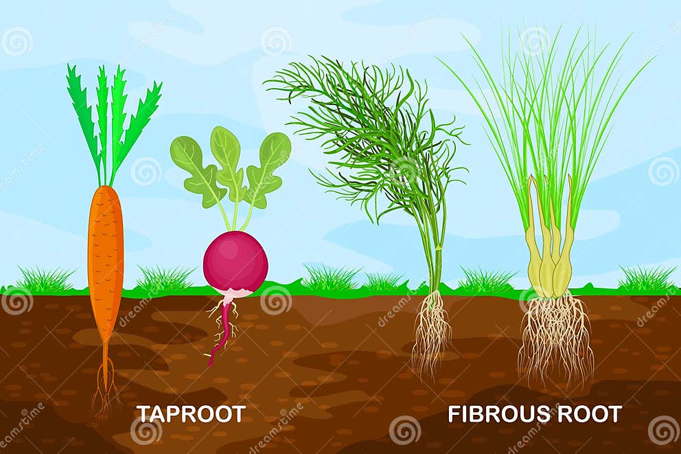 Taproot and Fibrous Root Example Comparison. Plant Part with Main Large ...