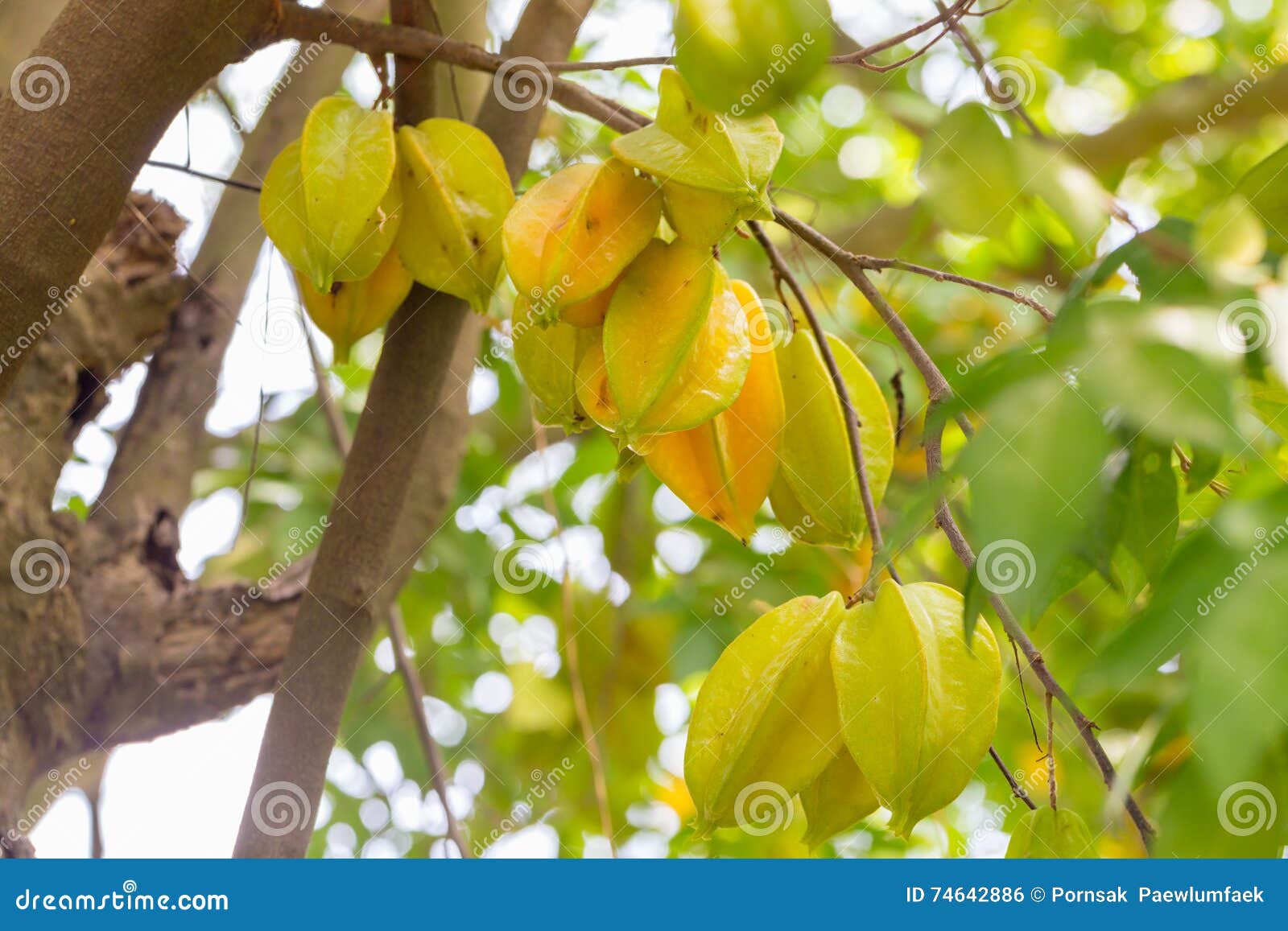 Tar Apple Fruit Stock Photos - Free & Royalty-Free Stock Photos from ...