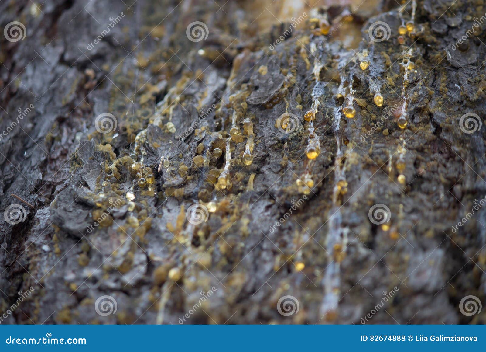 Tar drops on the tree stock photo. Image of enviroment - 82674888