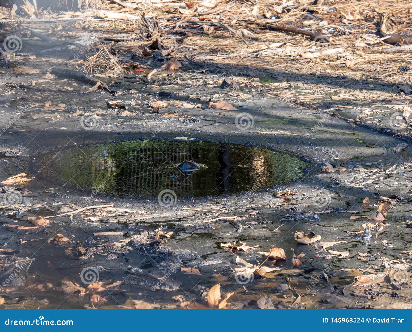 Tar Pit Surrounded by Leaves Outside with Bubble Set To Pop Stock Photo ...