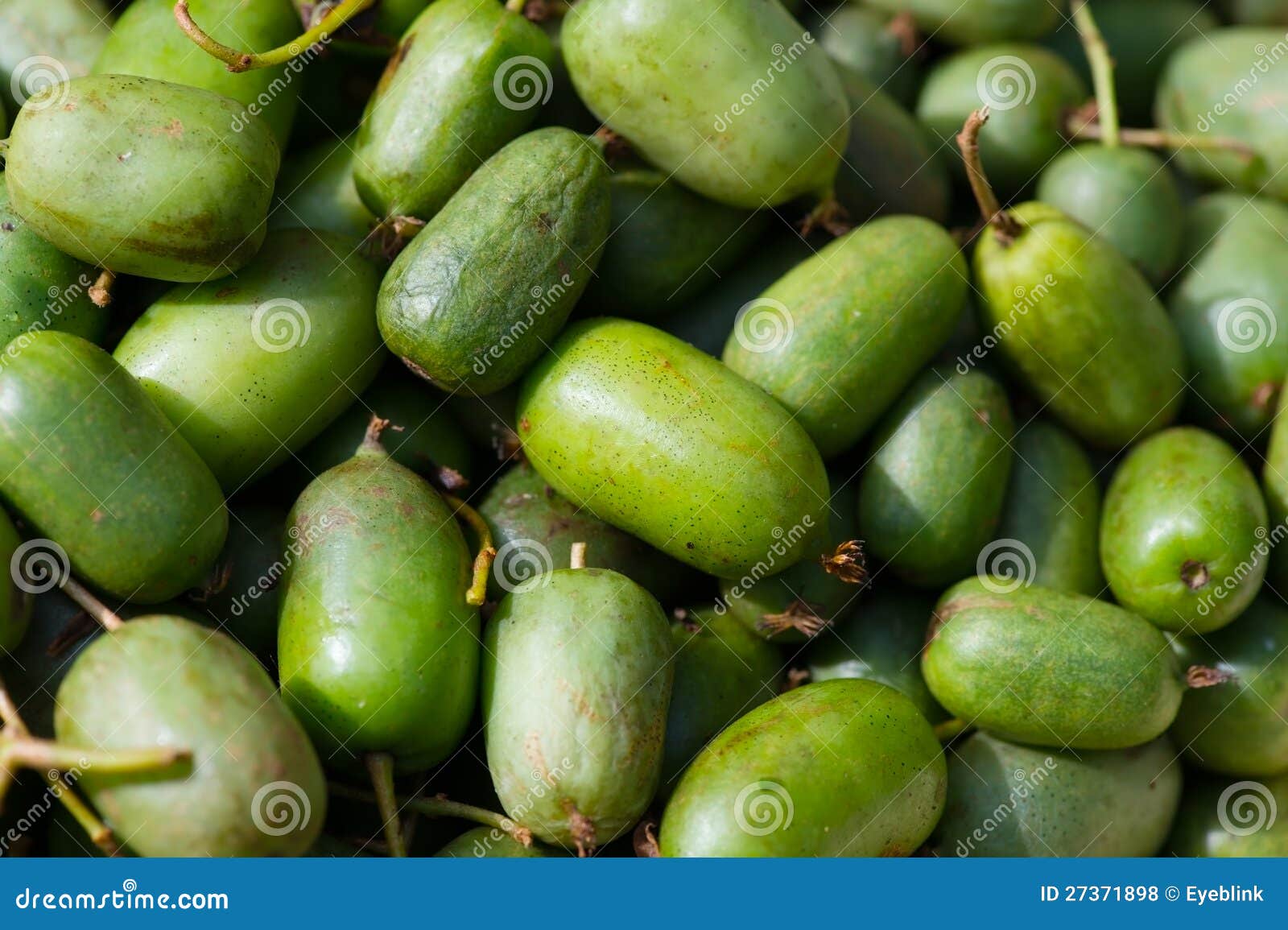 Tara vine stock photo. Image of fruitage, kiwi, health - 27371898