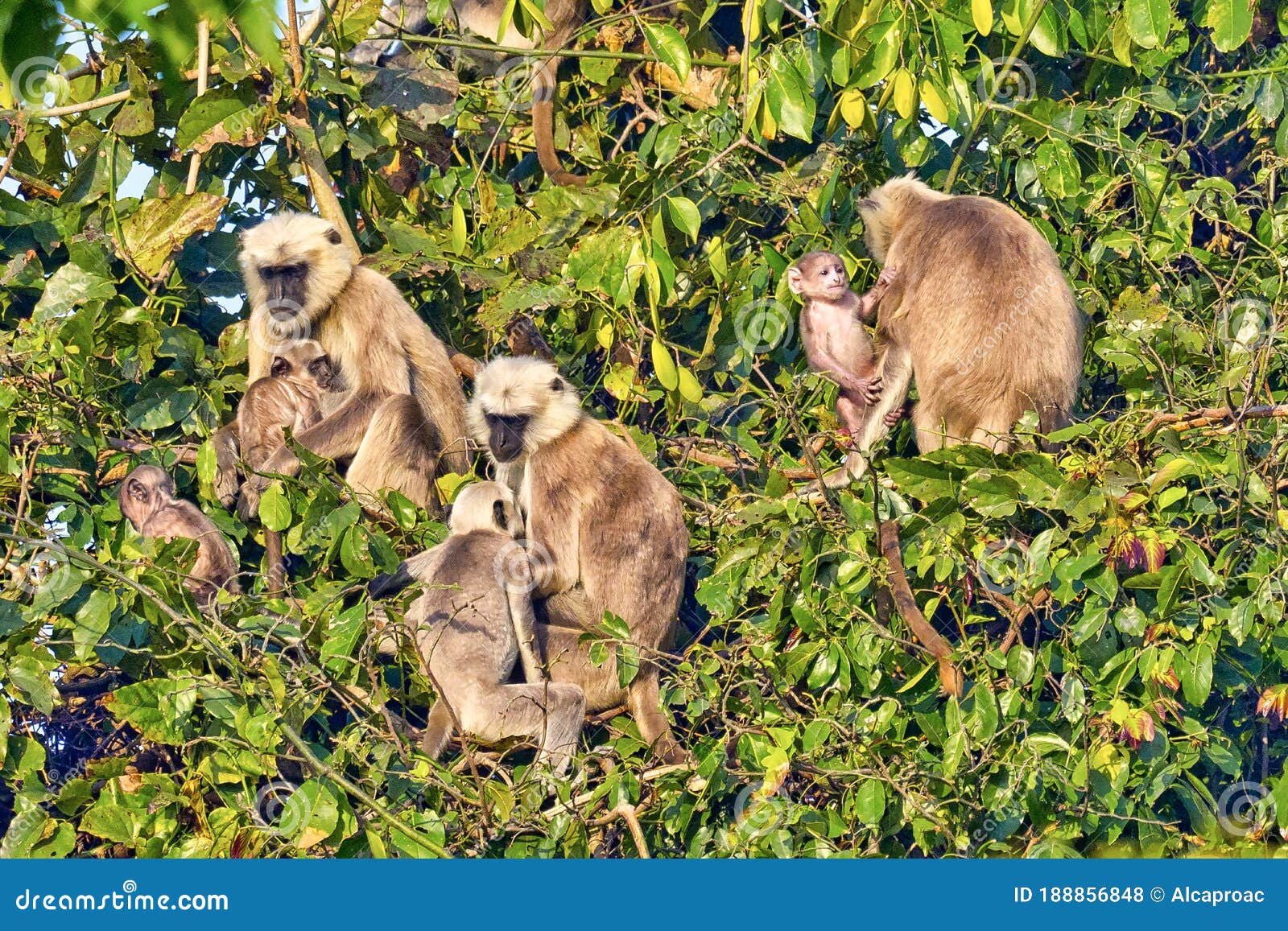 Tarai Gray Langur, Semnopithecus Hector, Royal Bardia National Park ...