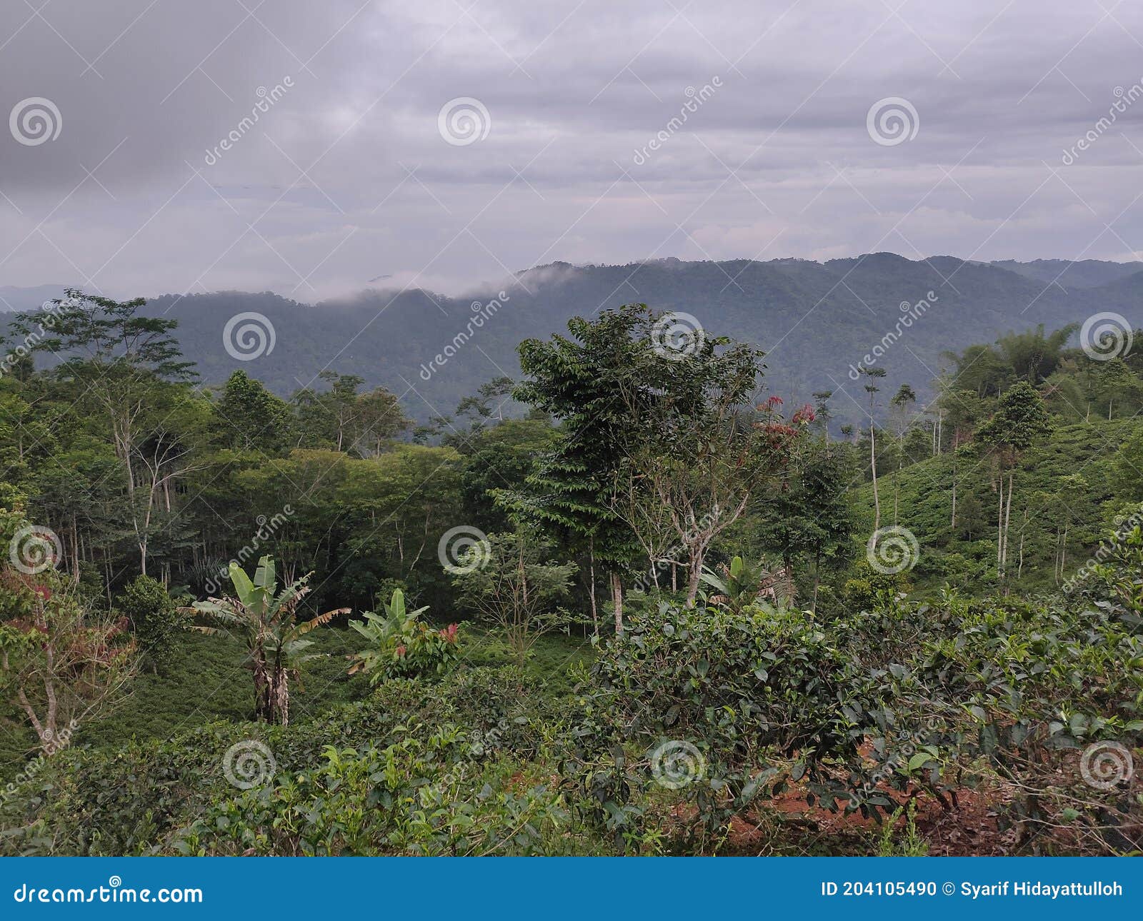 Taraju mount jawa barat stock photo. Image of jungle - 204105490