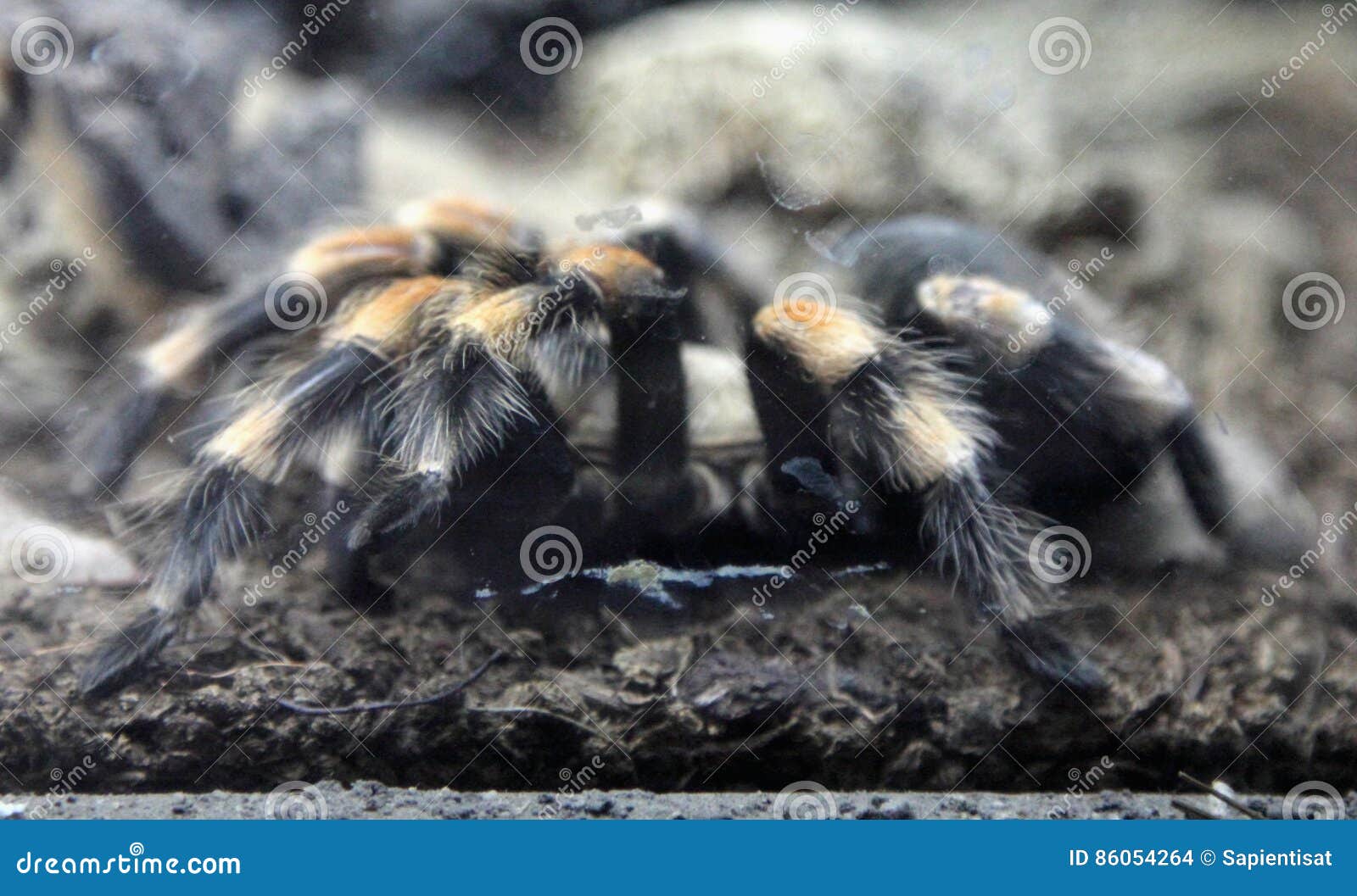 Tarantel arkivfoto. Bild av gammal, giftigt, makro, natur - 86054264