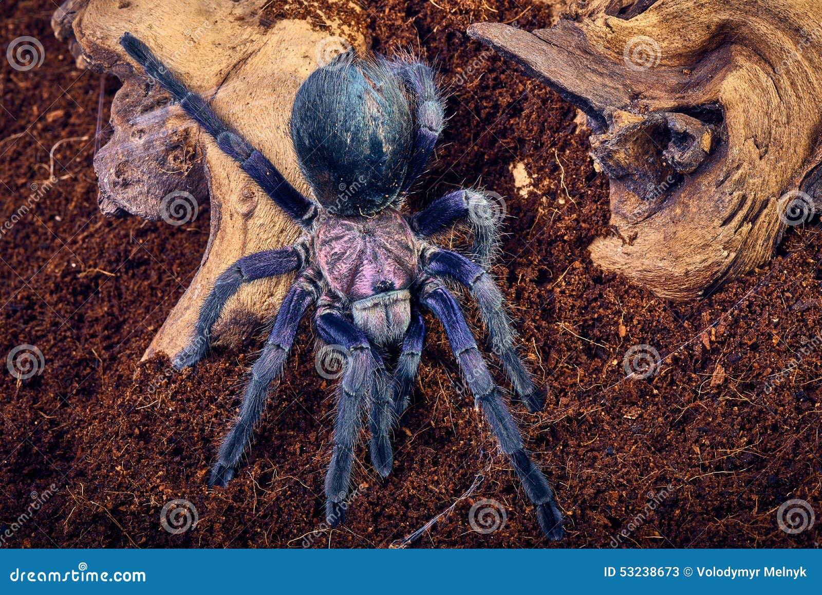 Tarantel Phormictopus SP-Purpur Stockbild - Bild von fauna, bunt: 53238673