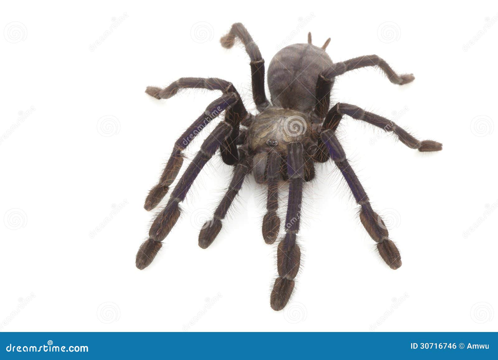 Tarantola Del Blu Di Singapore Fotografia Stock - Immagine di natura ...