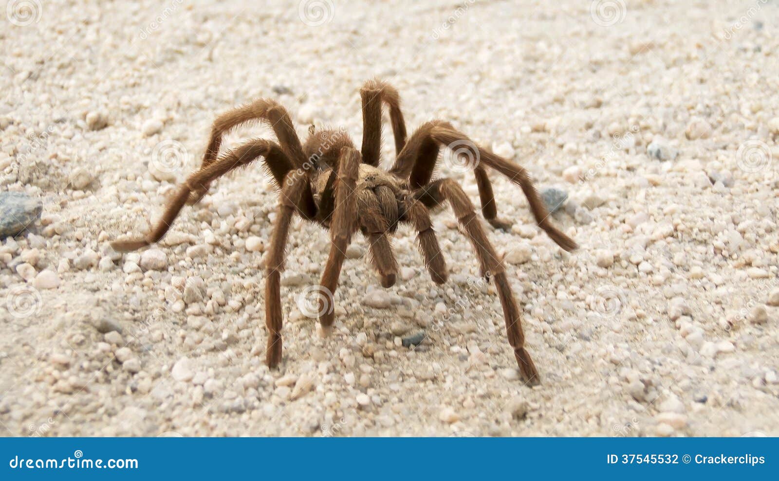 Tarantola del deserto fotografia stock. Immagine di deserto - 37545532