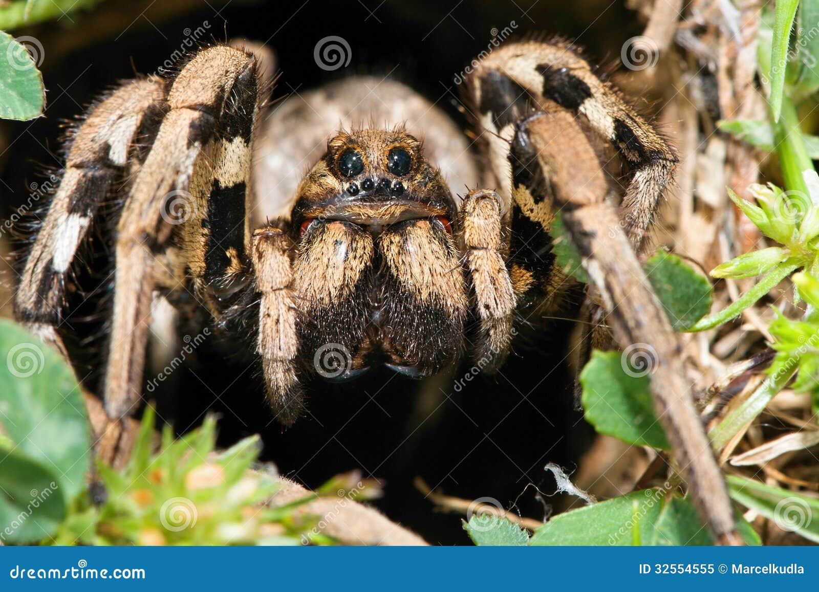 Tarantola del Lycosa immagine stock. Immagine di cacciatore - 32554555