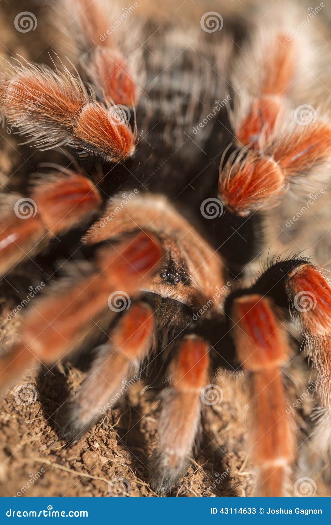 Tarantola Di Fireleg Del Messicano Immagine Stock - Immagine di veleno ...