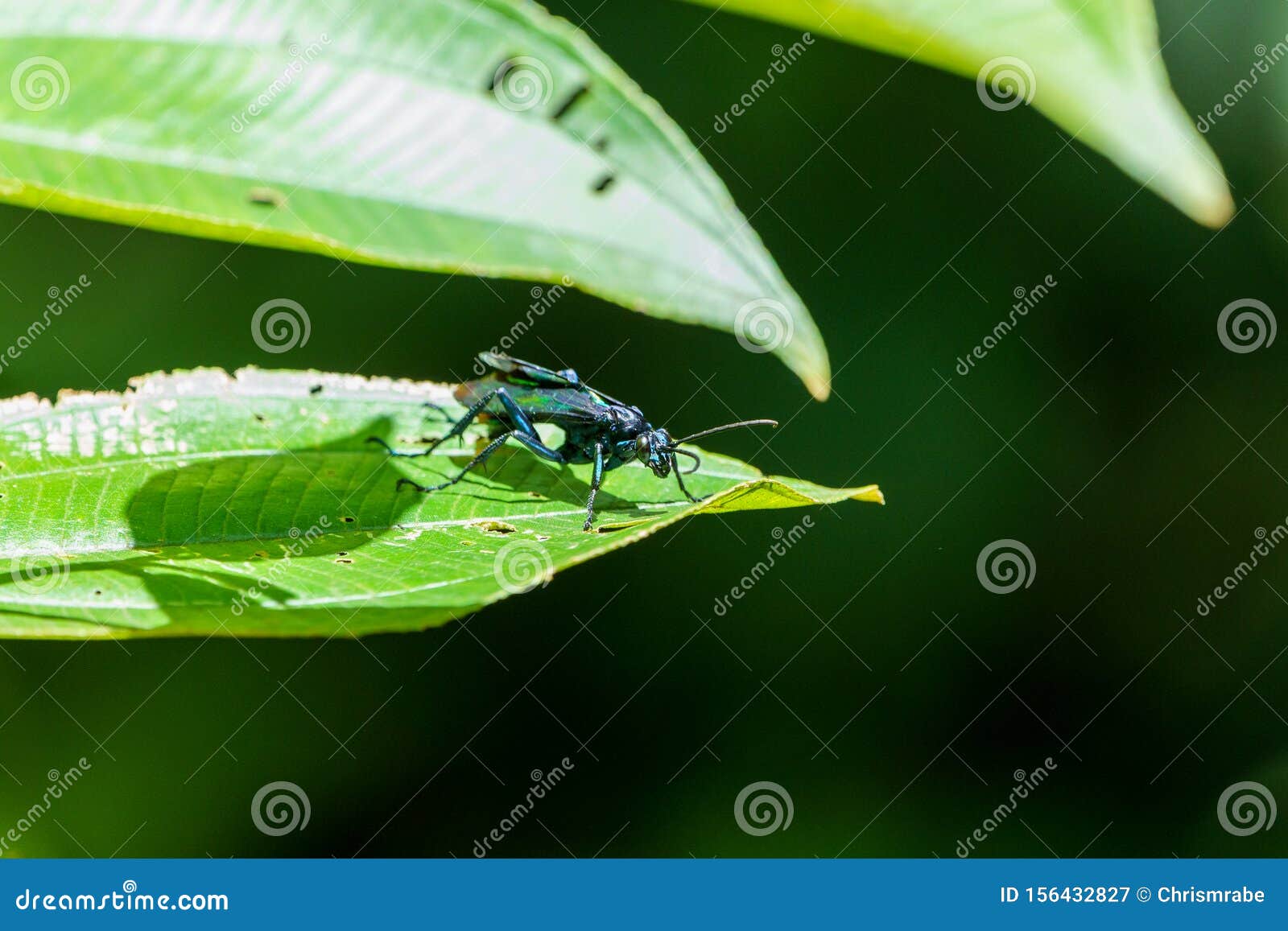 Tarantuals Hawk Wasp (Pepsis Spp), Costa Rica Stock Image - Image of ...