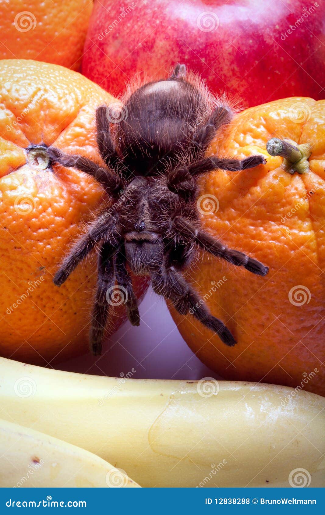 Tarantula stock photo. Image of bite, macro, rock, spider - 12838288