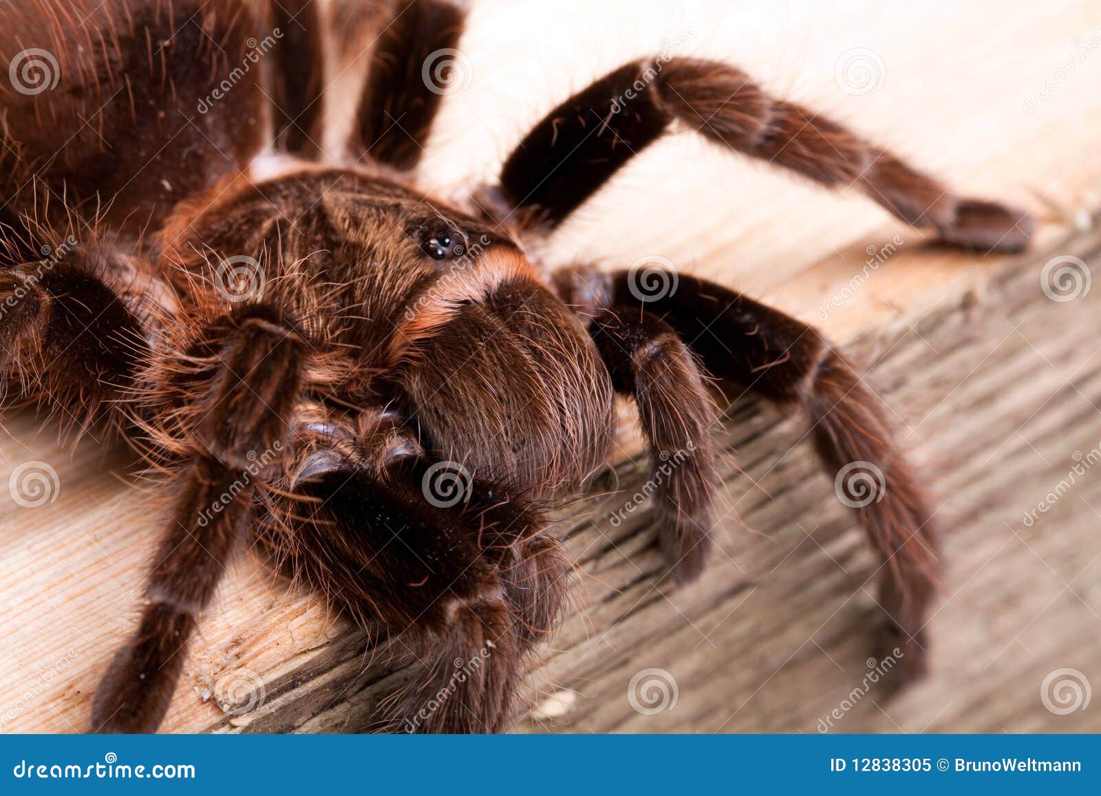 Tarantula stock image. Image of summer, spider, eyes - 12838305