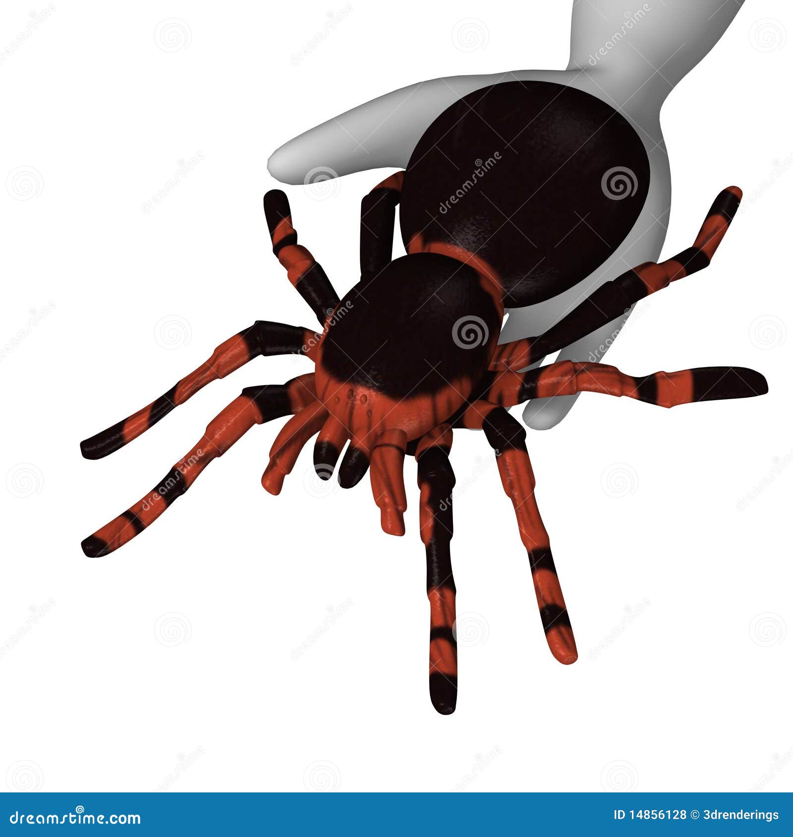 Tarantula stock illustration. Illustration of knee, toon - 14856128