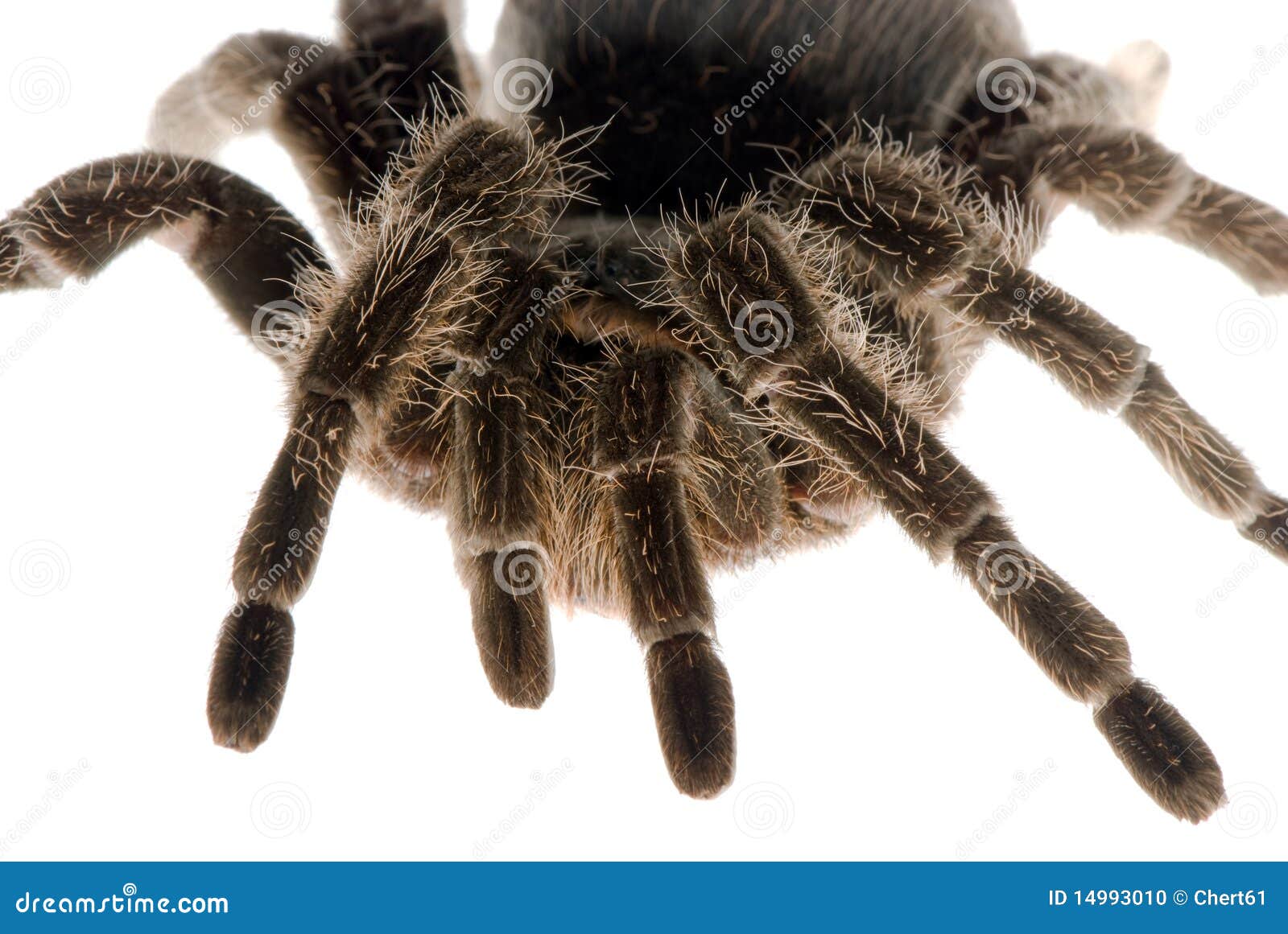 Tarantula stock photo. Image of predator, arachnida, brachypelma - 14993010