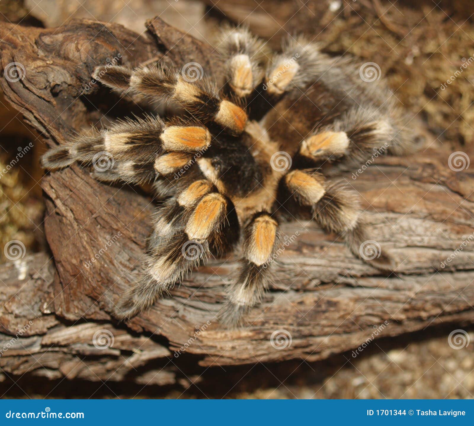 Tarantula stock photo. Image of arachnophobia, arachnid - 1701344
