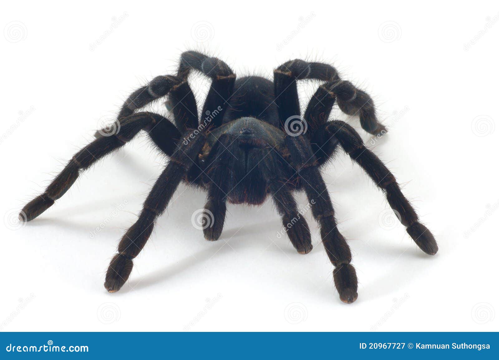 Tarantula stock image. Image of animal, shot, minax, space - 20967727