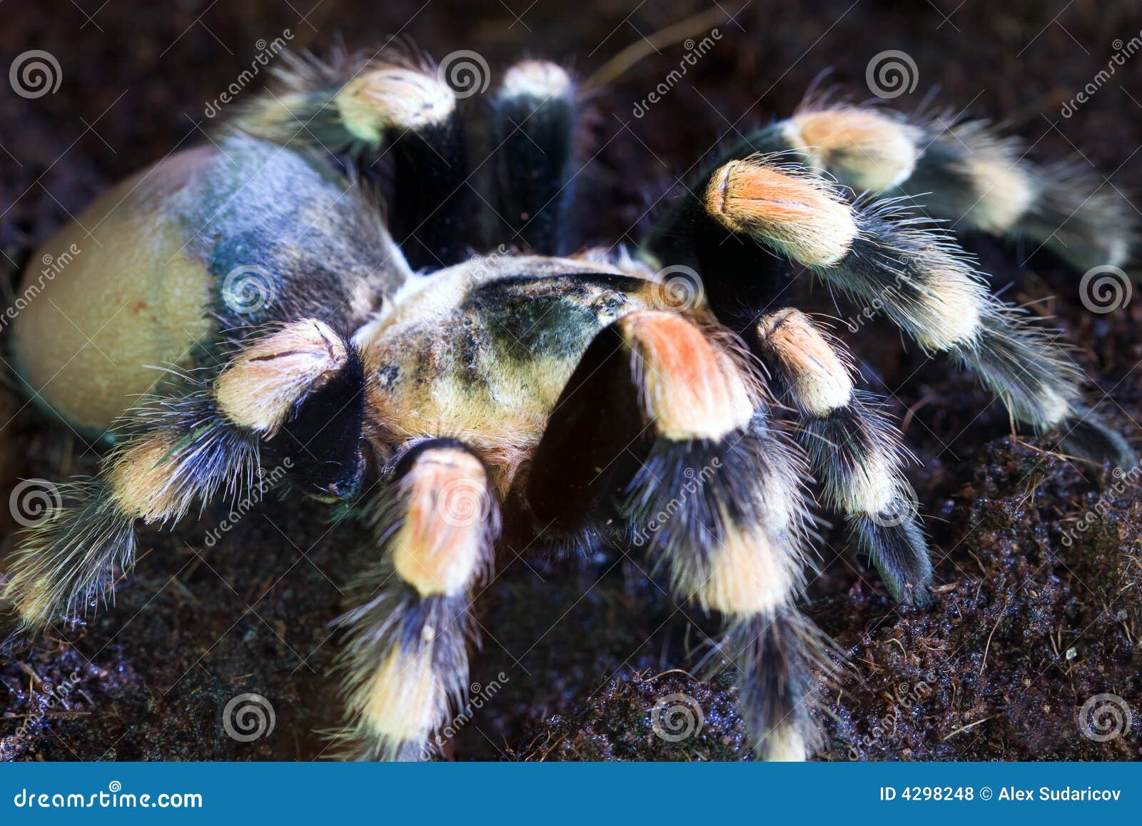 Tarantula stock photo. Image of nature, animal, insect - 4298248
