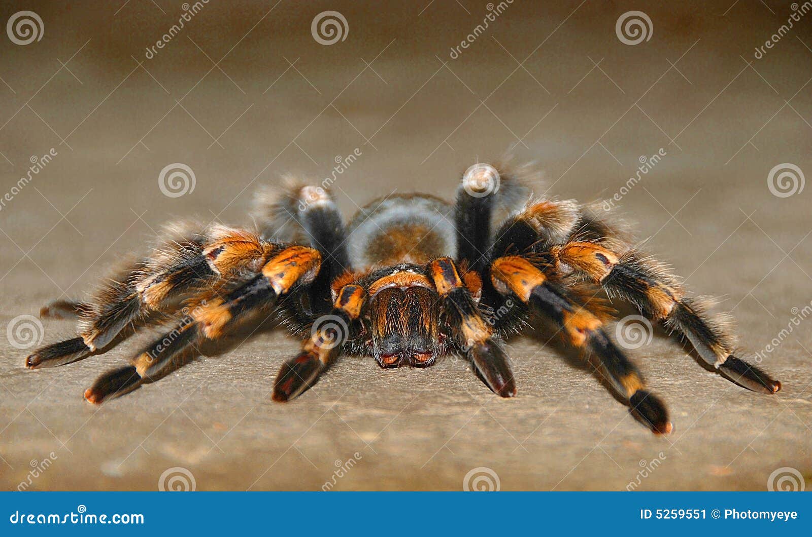 Tarantula stock image. Image of poison, dangerous, tarantula - 5259551