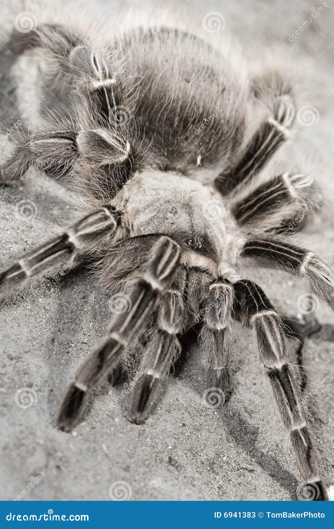 Tarantula stock image. Image of tarantula, insect, stand - 6941383