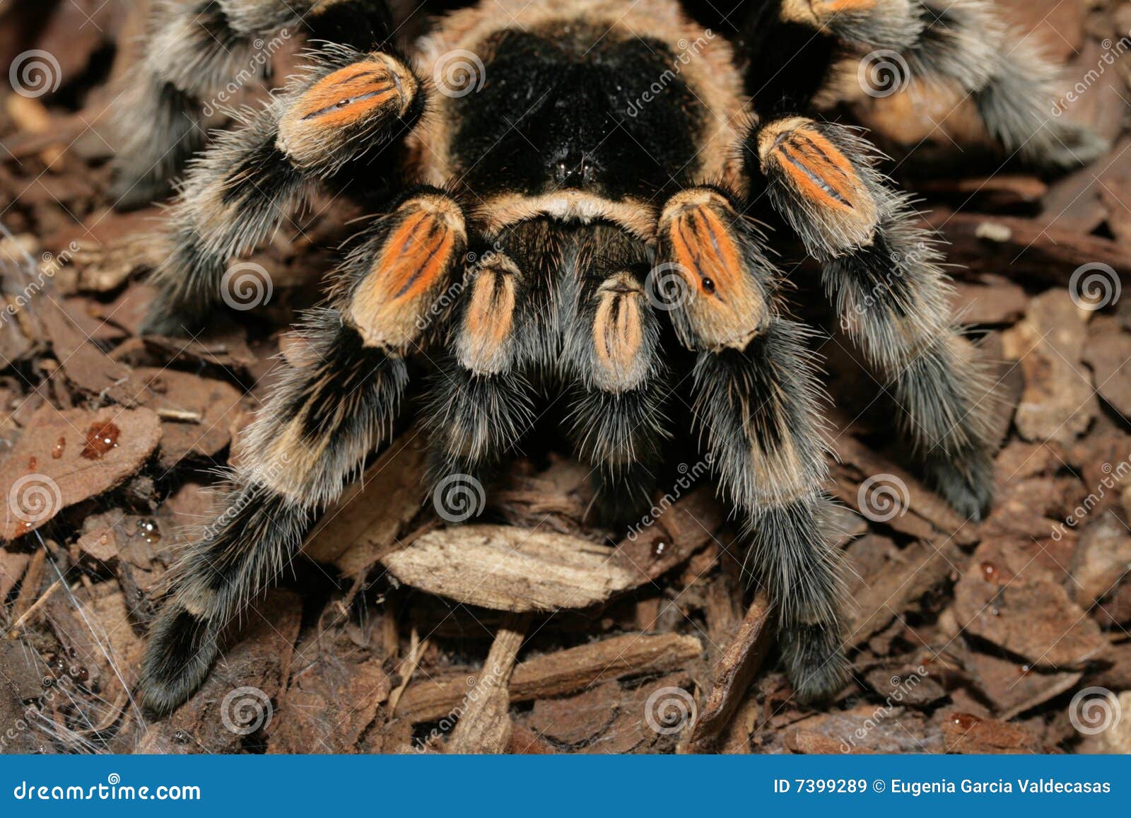 Tarantula stock image. Image of hairy, terrarium, tarantula - 7399289