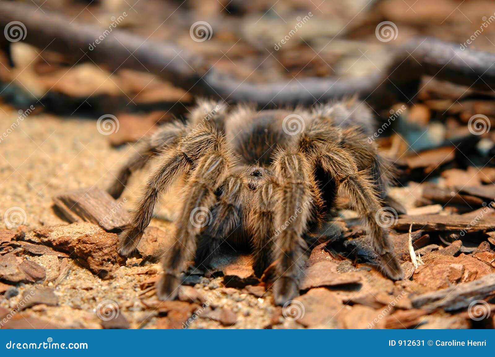Tarantula Close Up Tarantula , Spider Isolated On White Background ...