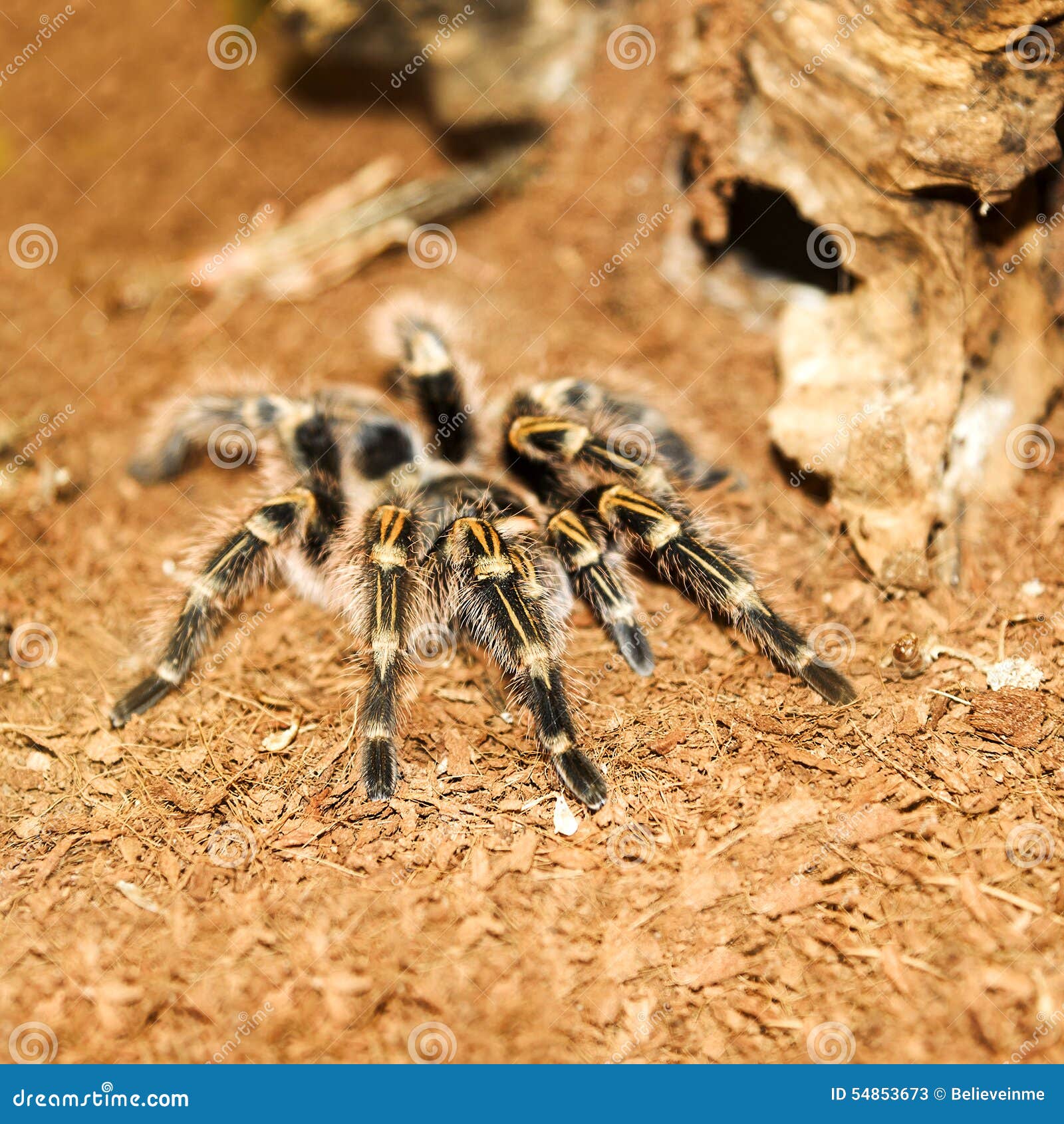 Tarantula stock image. Image of pets, hair, invertebrate - 54853673