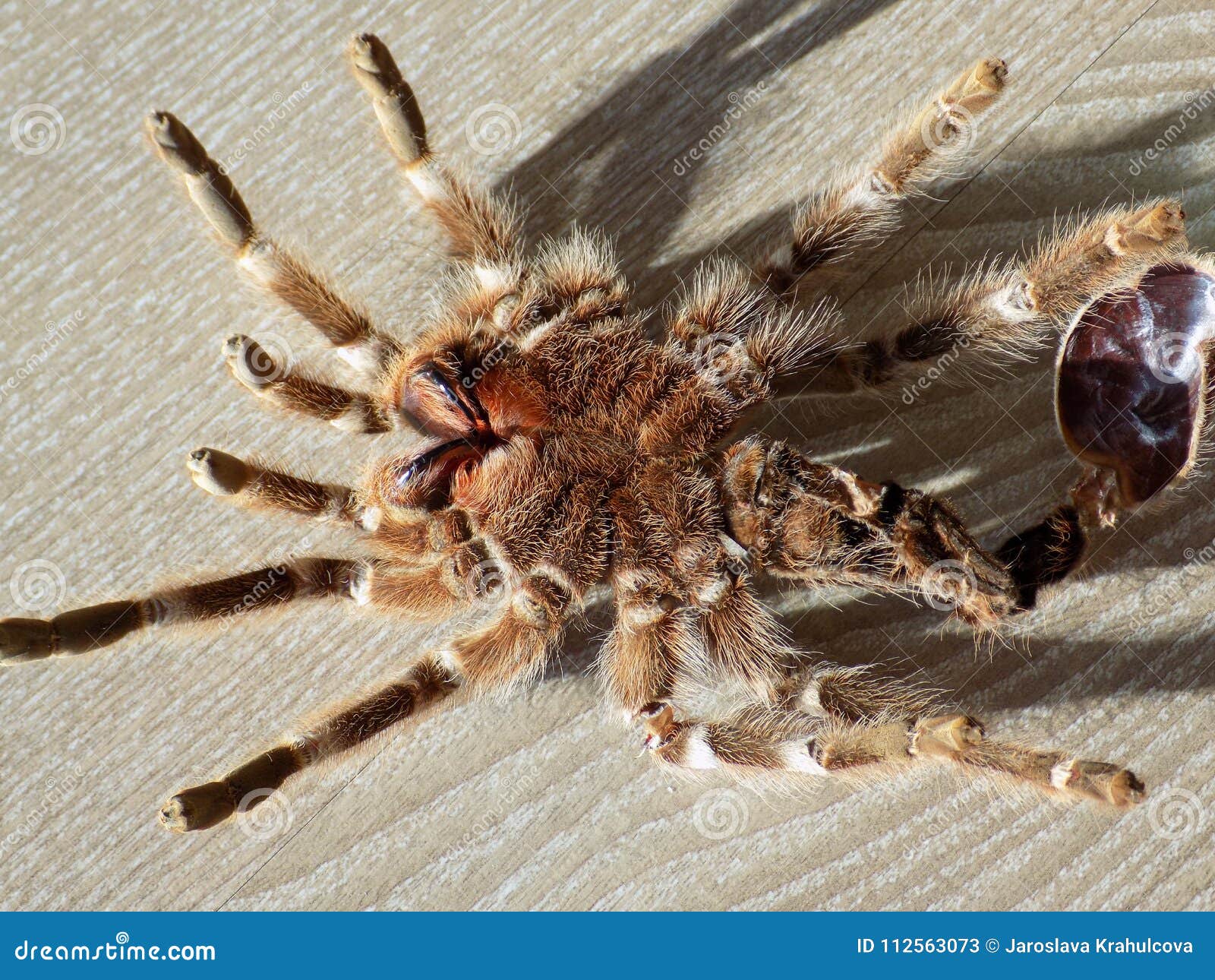 Tarantula Back Skin on Floor Stock Image - Image of exotic, fear: 112563073