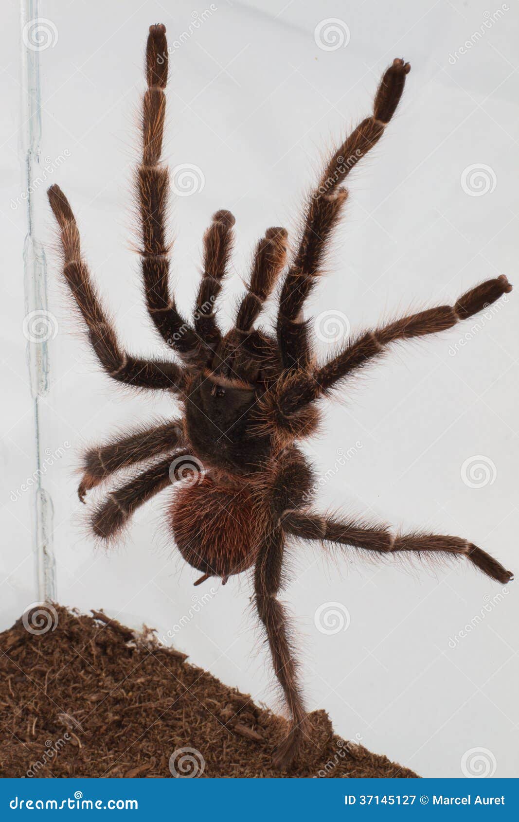 Tarantula stock image. Image of scarlet, peat, lasiodora - 37145127