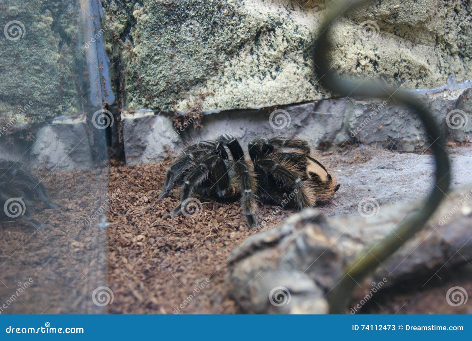 Tarantula Behind the Glass at the Zoo Stock Image - Image of wildlife ...