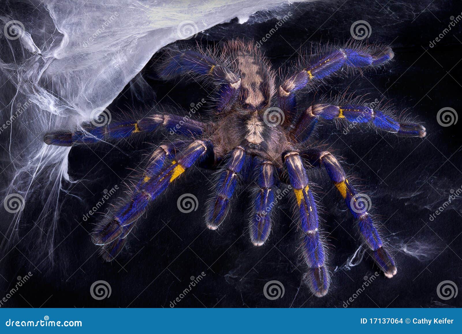 Tarantula Blu Vicino Al Web Fotografia Stock - Immagine di orizzontale ...