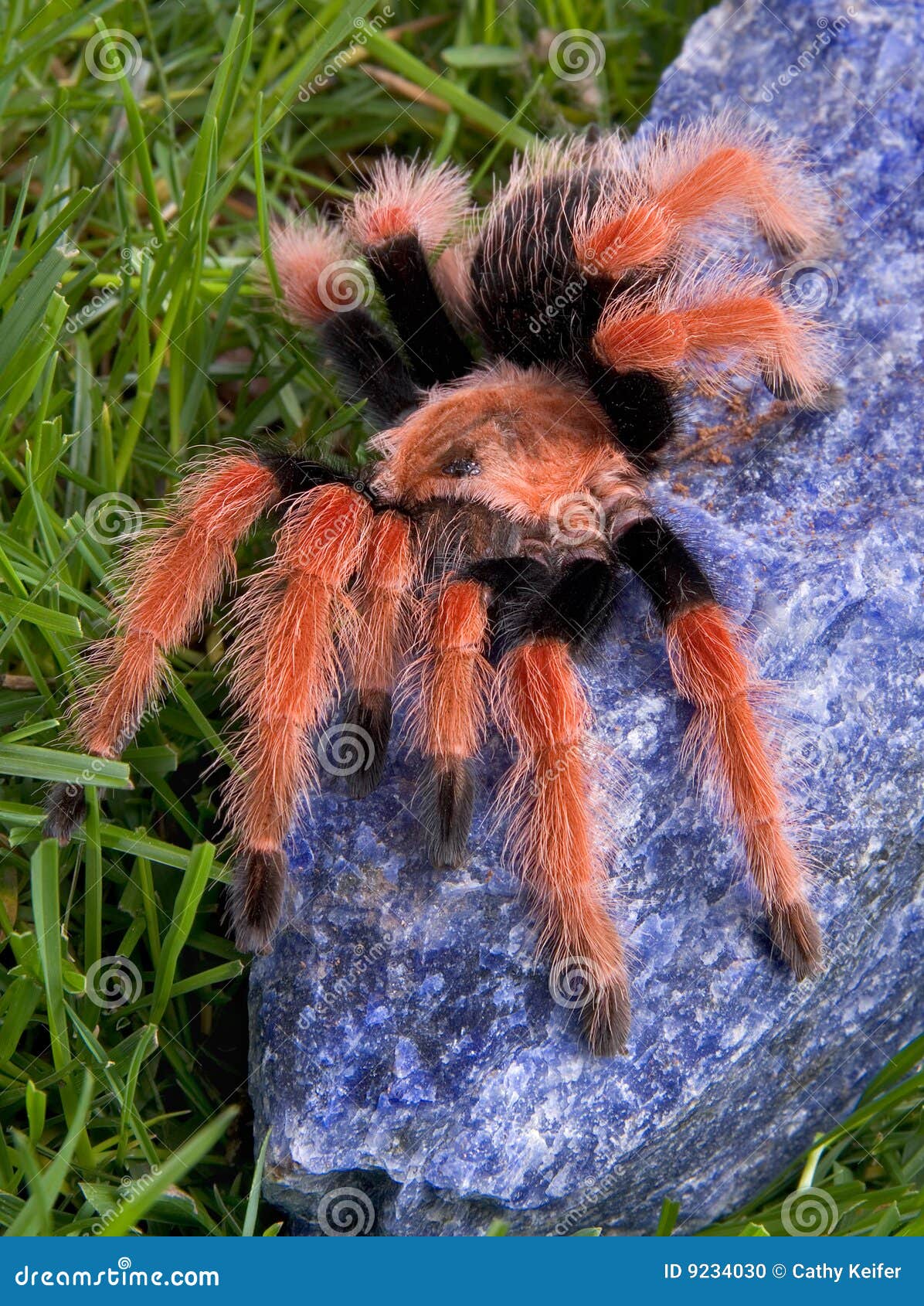 Blue Knee Tarantula