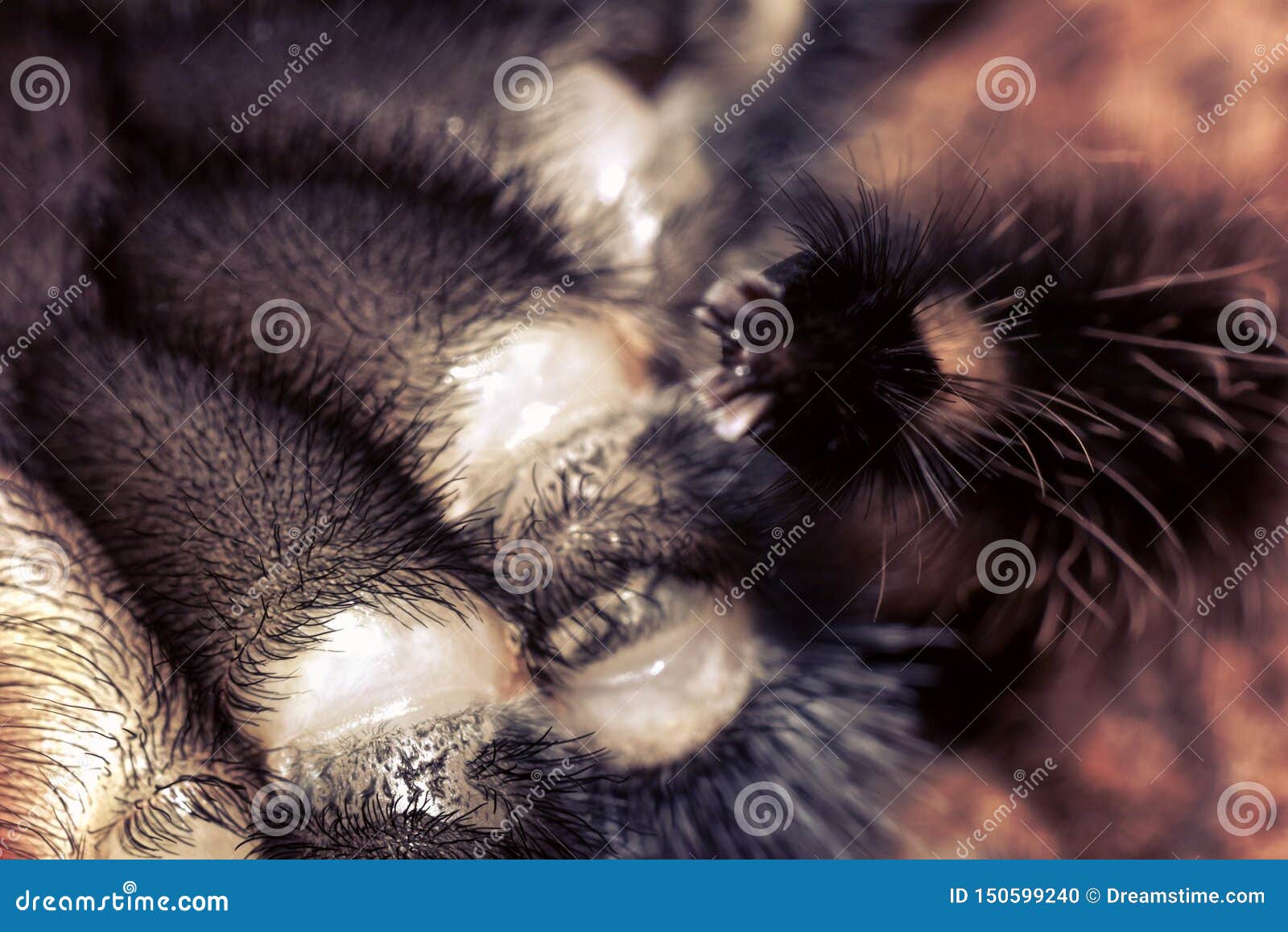 Tarantula Brachypelma Smithi Stock Photo - Image of wild, home: 150599240