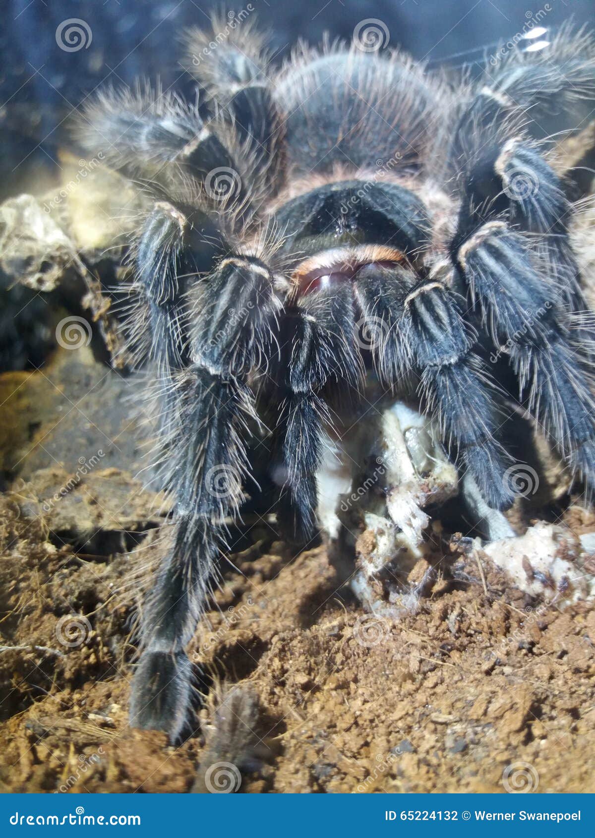 Tarantula Eating Mouse