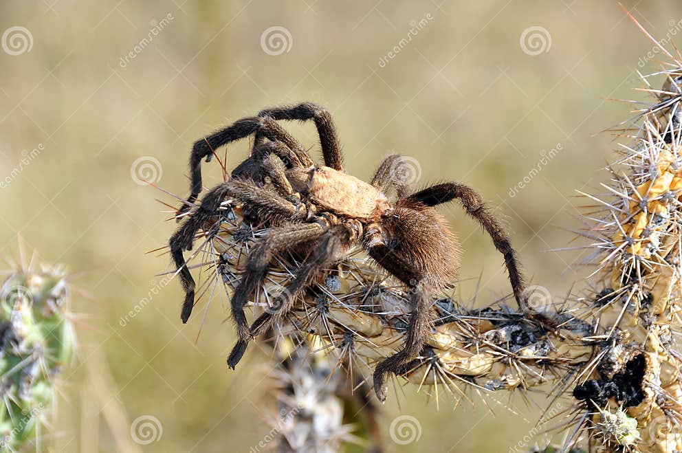 Tarantula on cactus stock image. Image of outside, spikes - 16078957