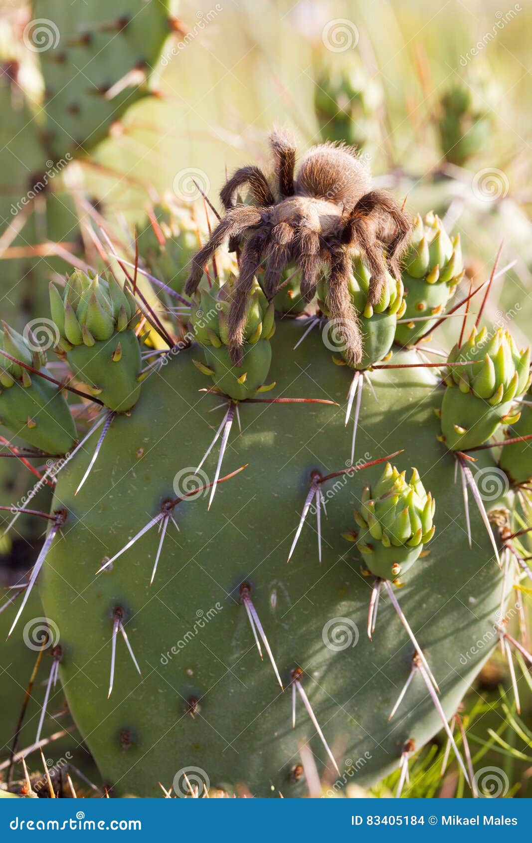 Tarantula on cactus stock photo. Image of eight, tarantulas - 83405184