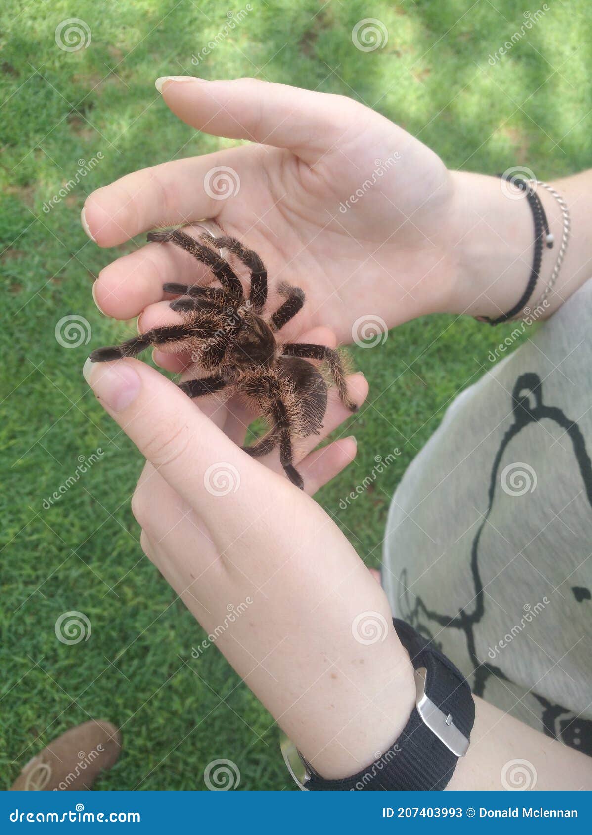 A Tarantula Can Be Utterly Calm and Harmless in the Hands of it& X27;s ...