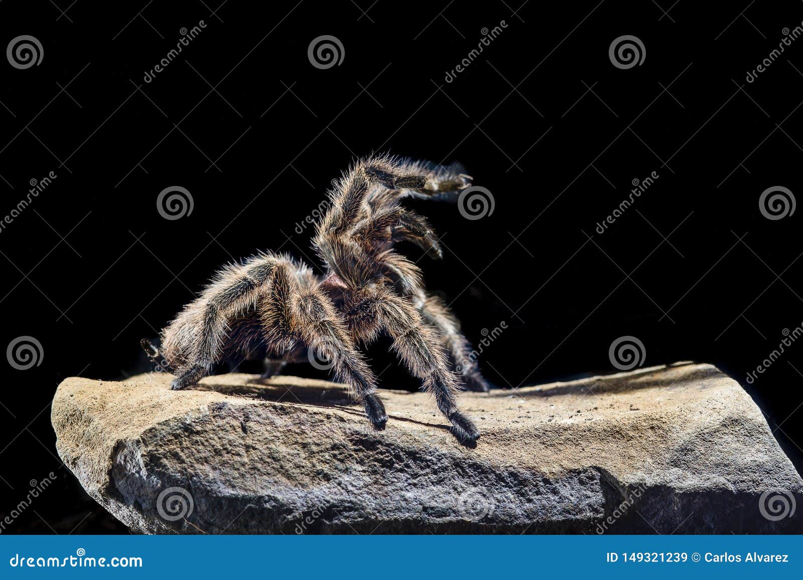 Tarantula Chilena Rosada En Una Roca Stock Image - Image of animal ...
